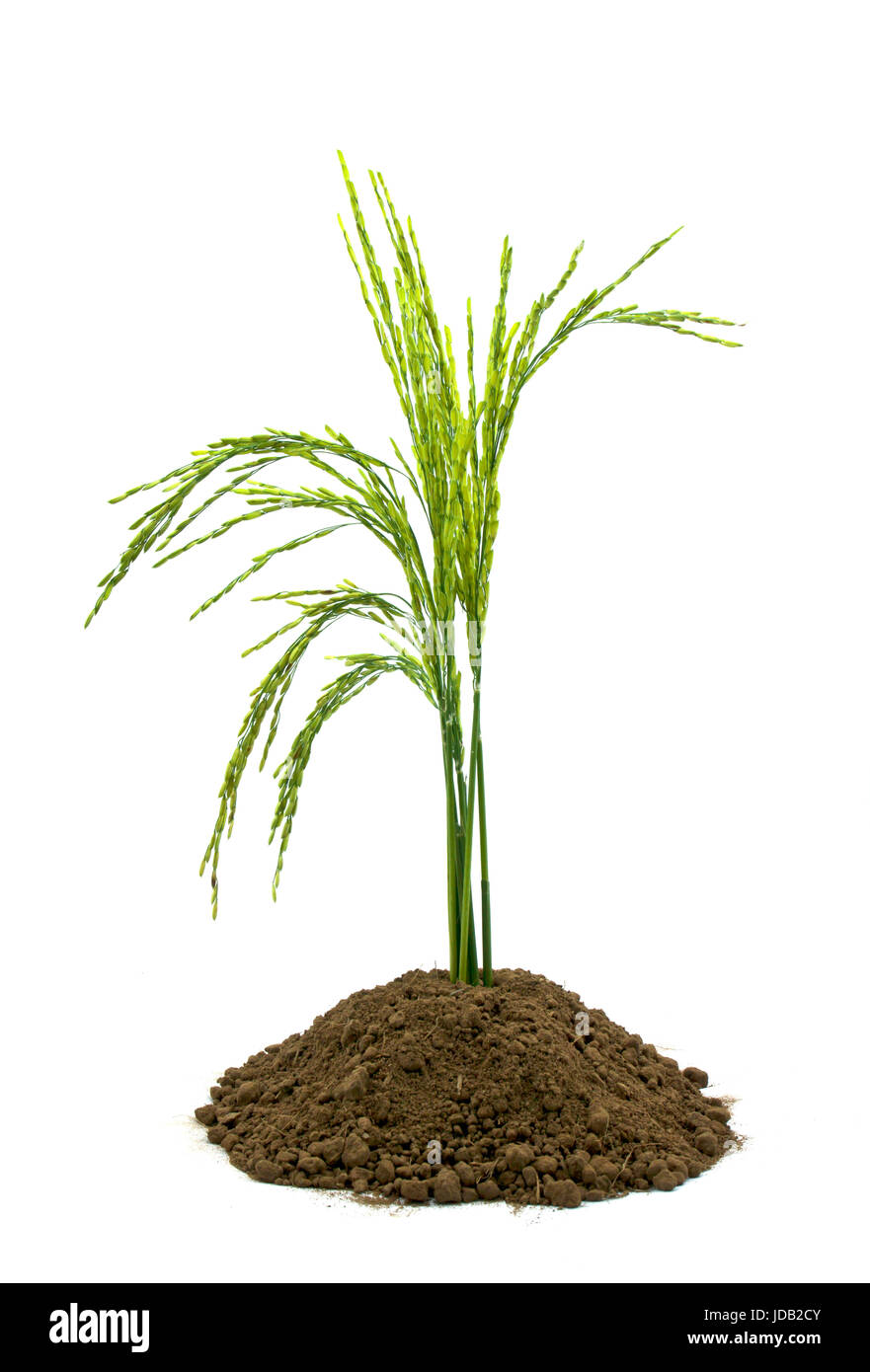 Rice seedling soil hi-res stock photography and images - Alamy