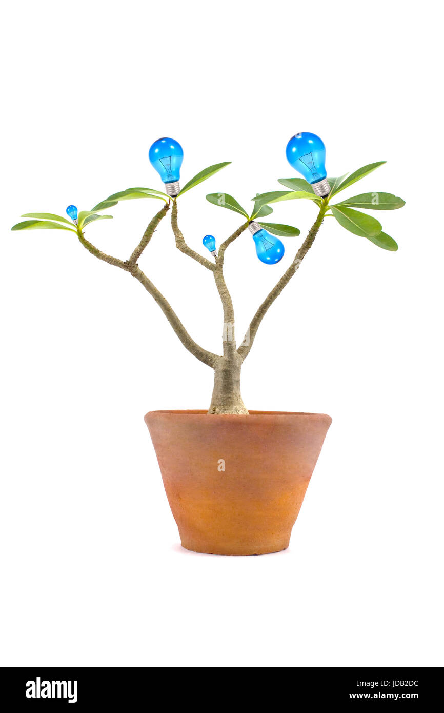lightbulb tree in pot isolated on white background Stock Photo - Alamy