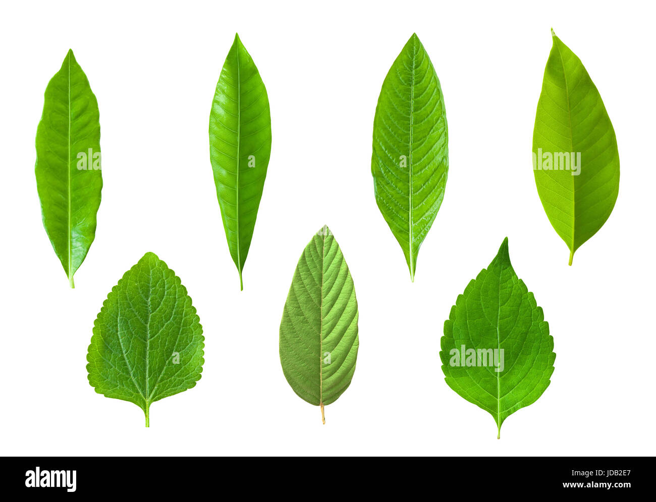 group of green leaf. Isolated on white background Stock Photo - Alamy