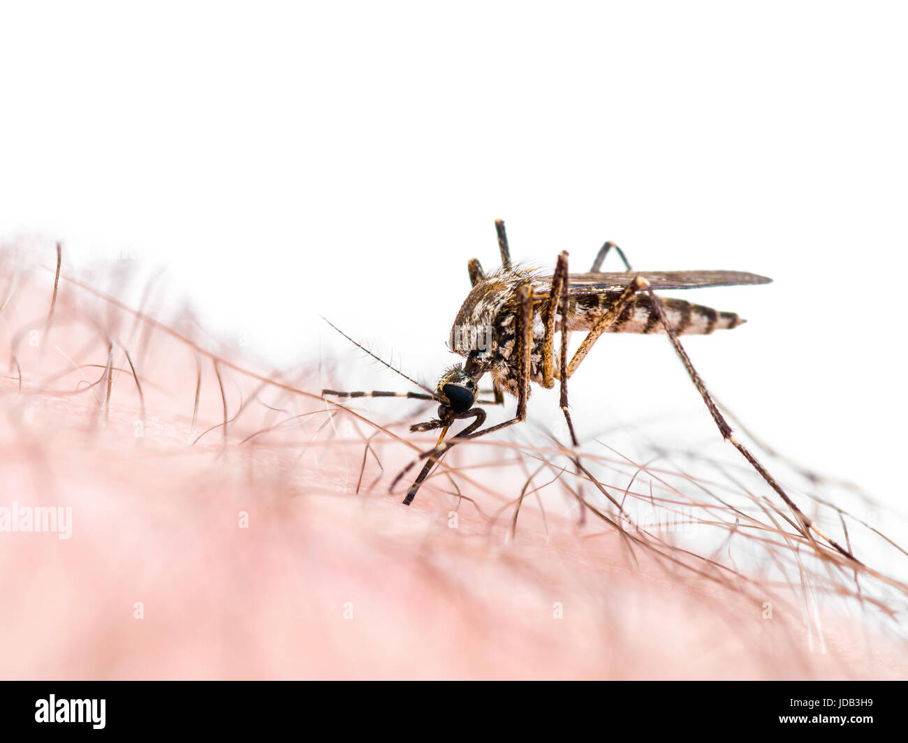 Malaria or Zika Virus Infected Mosquito Bite Isolated on White Stock ...