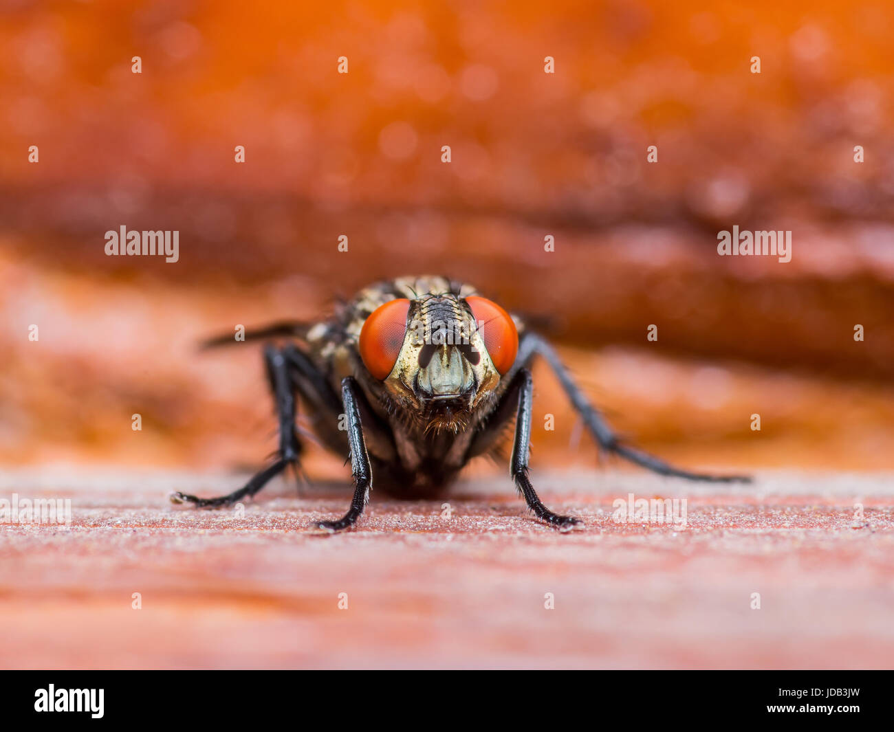 Diptera Fly Insect on Red Background Stock Photo - Alamy
