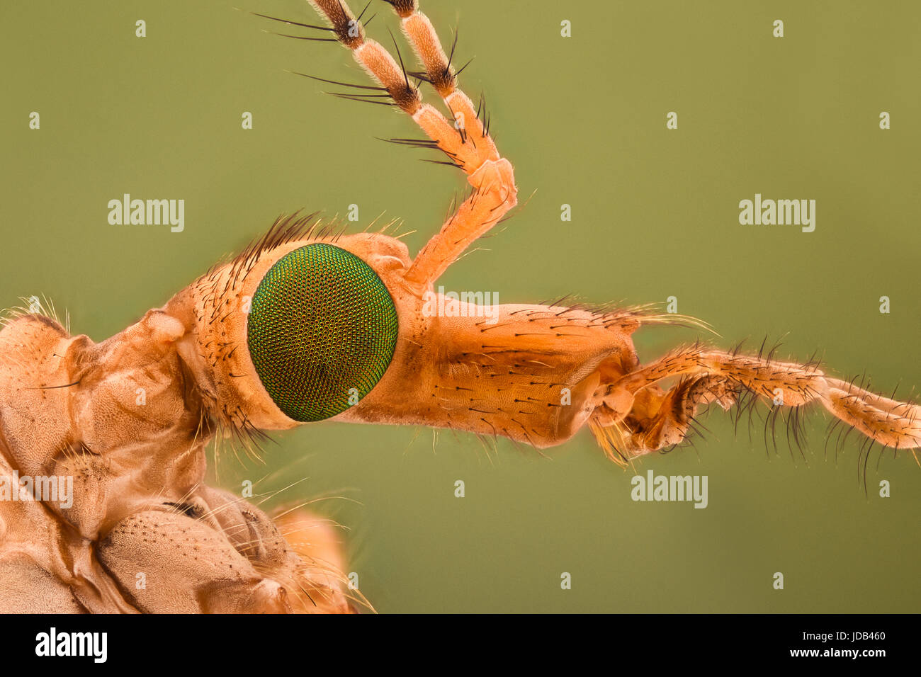 Extreme magnification - Crane fly head Stock Photo - Alamy