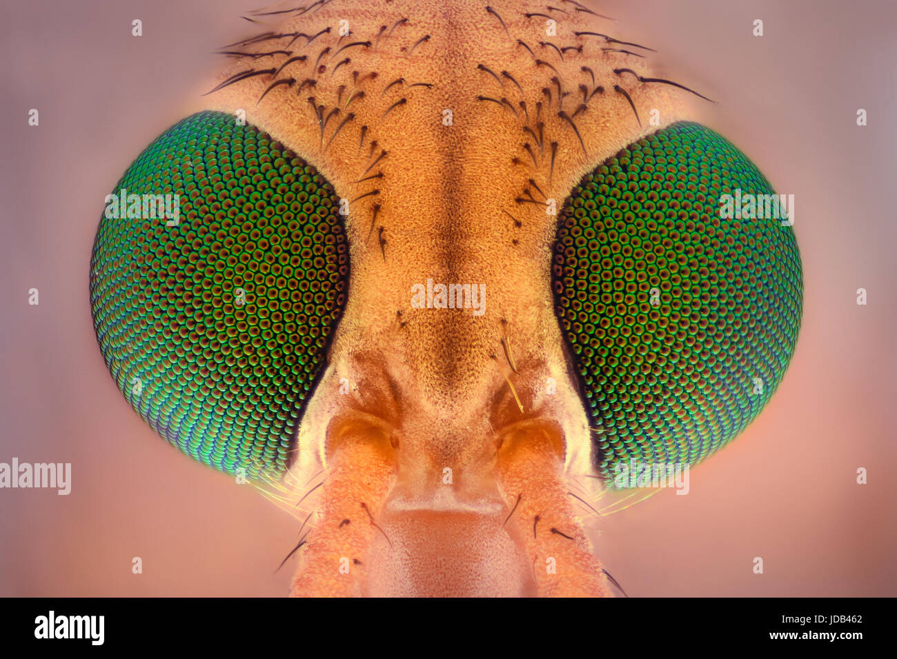 Extreme magnification - Crane fly head Stock Photo - Alamy