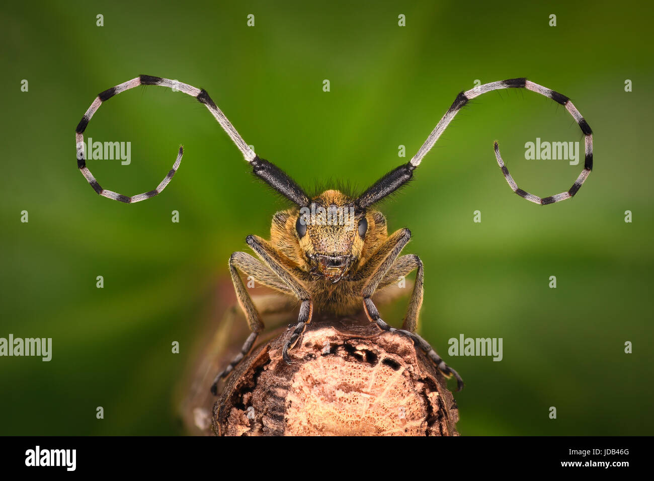 Extreme magnification - Grey Longhorn Beetle, Agapanthia ...