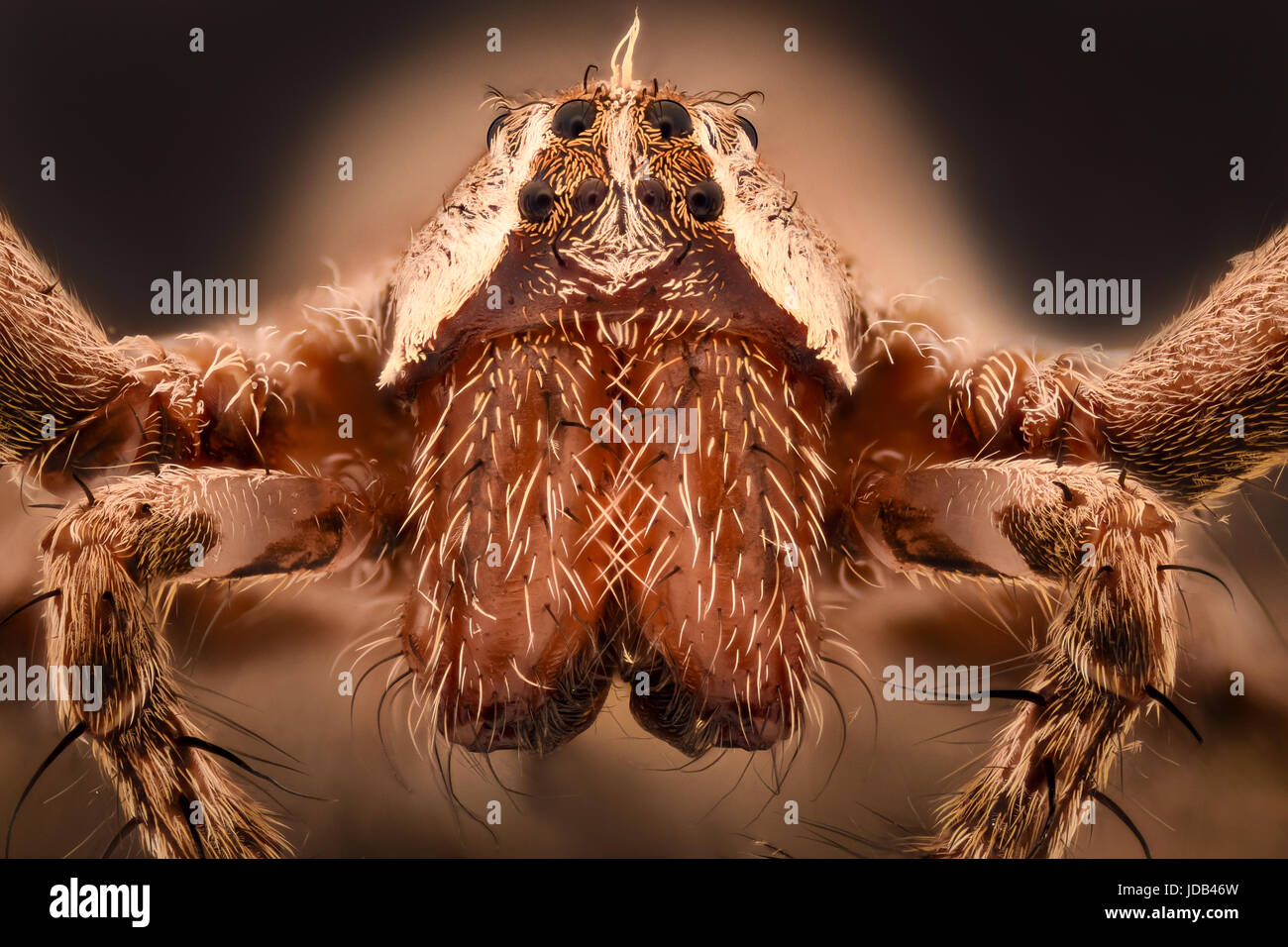 Extreme magnification - Huntsman spider Stock Photo - Alamy