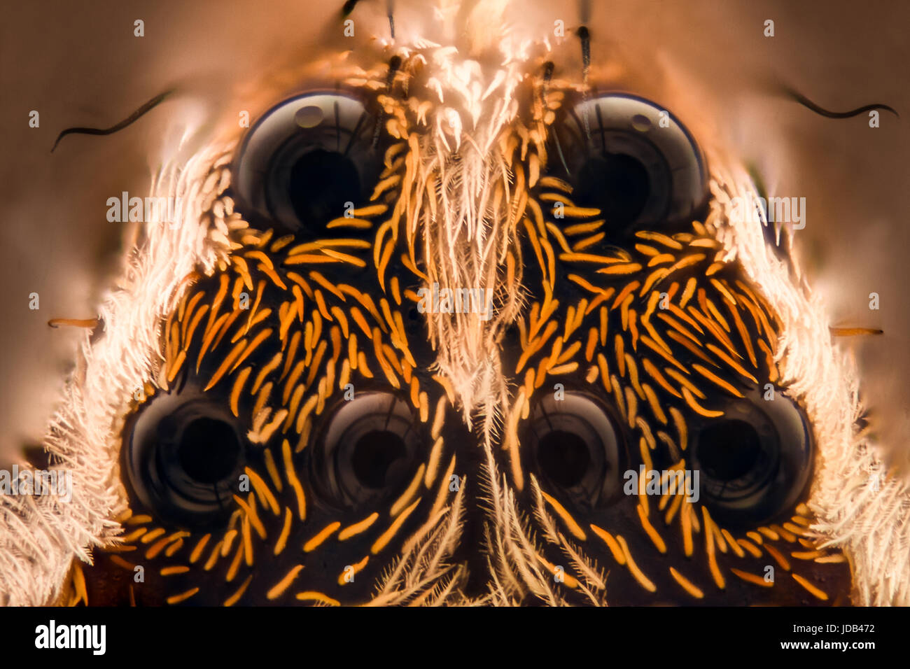 Extreme magnification - Huntsman spider Stock Photo - Alamy