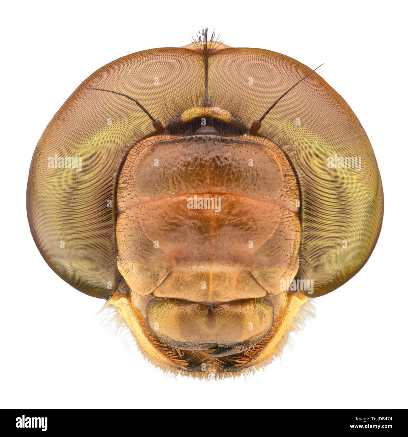 Extreme magnification - Portrait of Dragonfly Stock Photo - Alamy