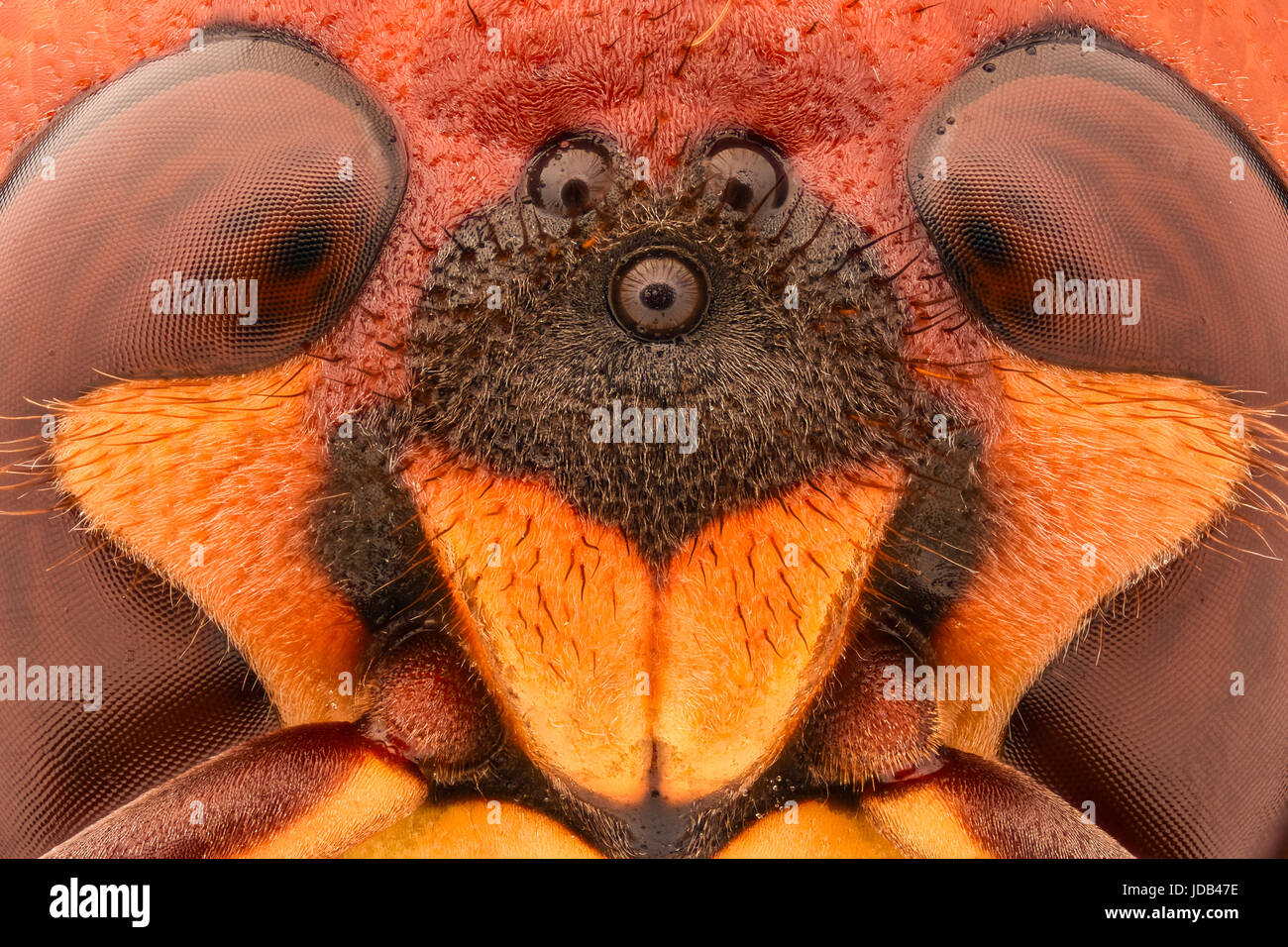 Extreme magnification - Giant Wasp eyes Stock Photo - Alamy