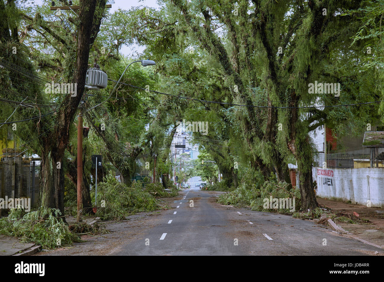 Sul tree trees plant plants hi-res stock photography and images - Alamy