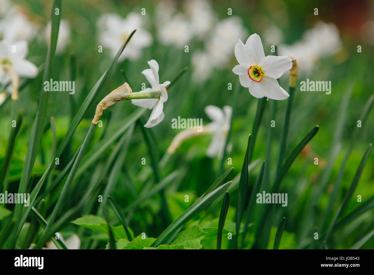 Spring beautiful field of white daffodils background Stock Photo - Alamy
