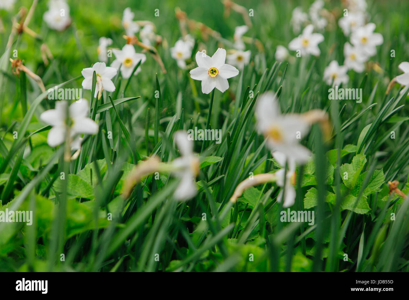 Spring beautiful field of white daffodils background Stock Photo - Alamy