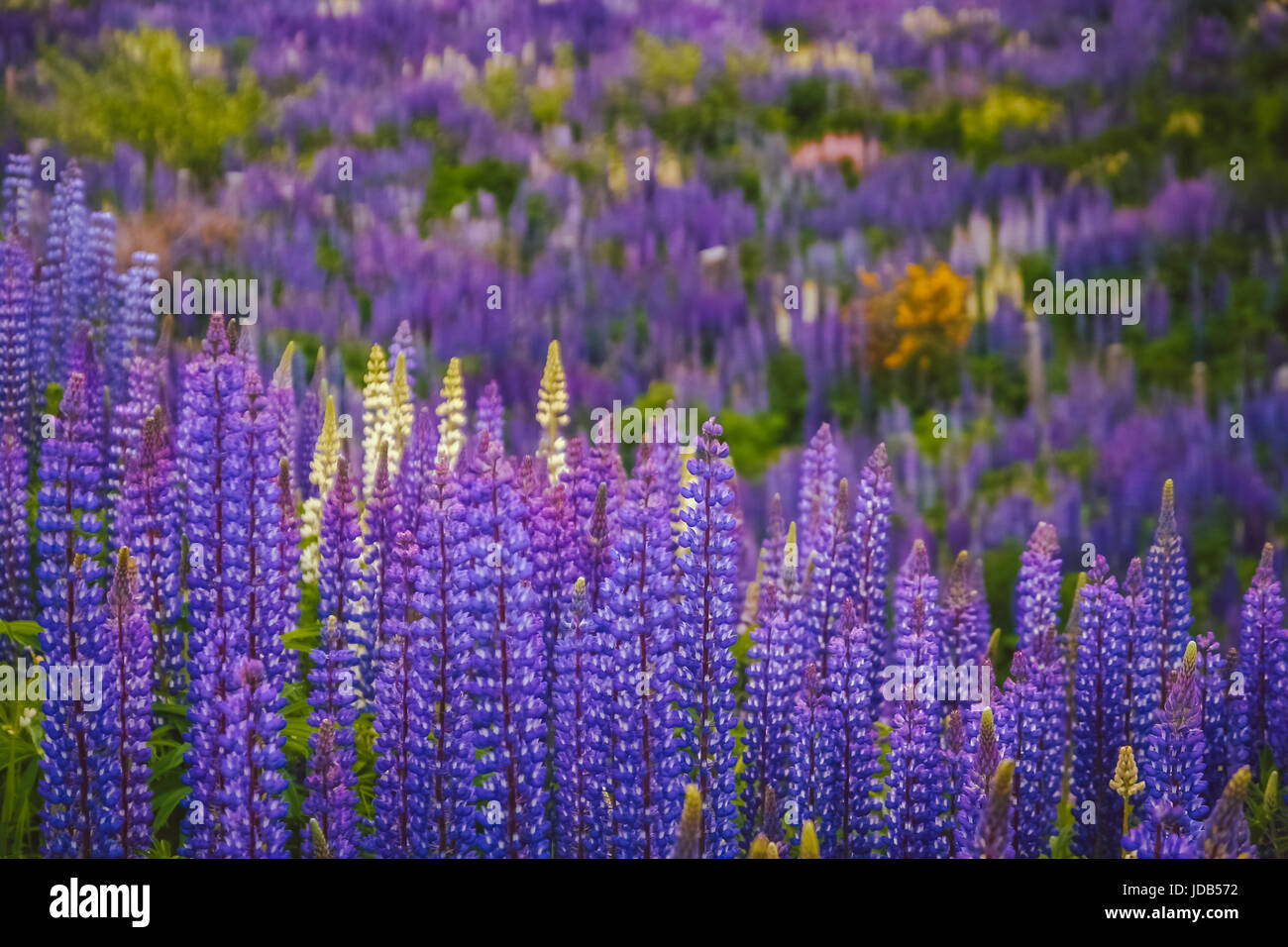 Lupin field blooming in spring in southern Chile Stock Photo - Alamy