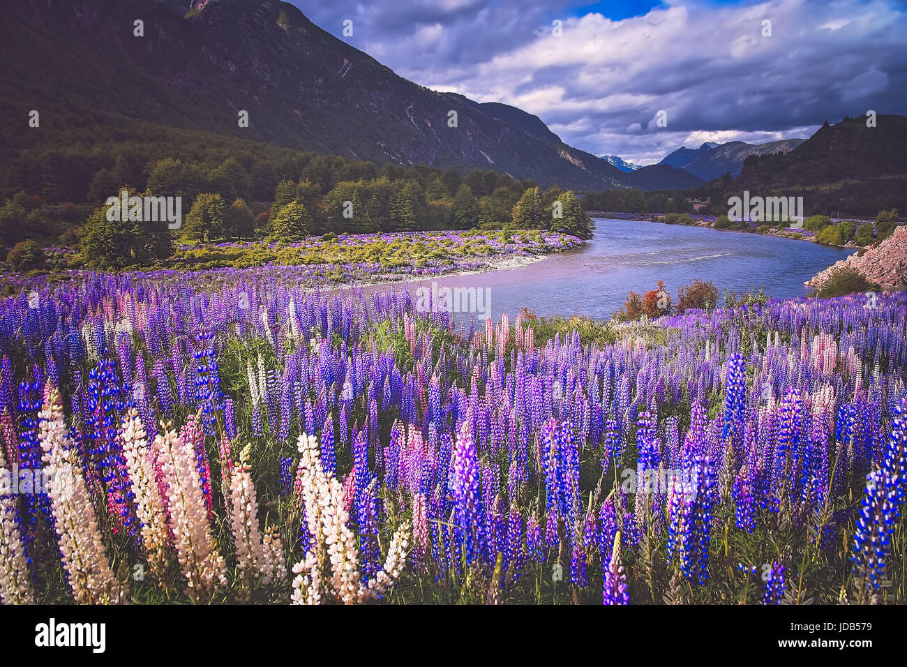 South American Lupin High Resolution Stock Photography and Images - Alamy