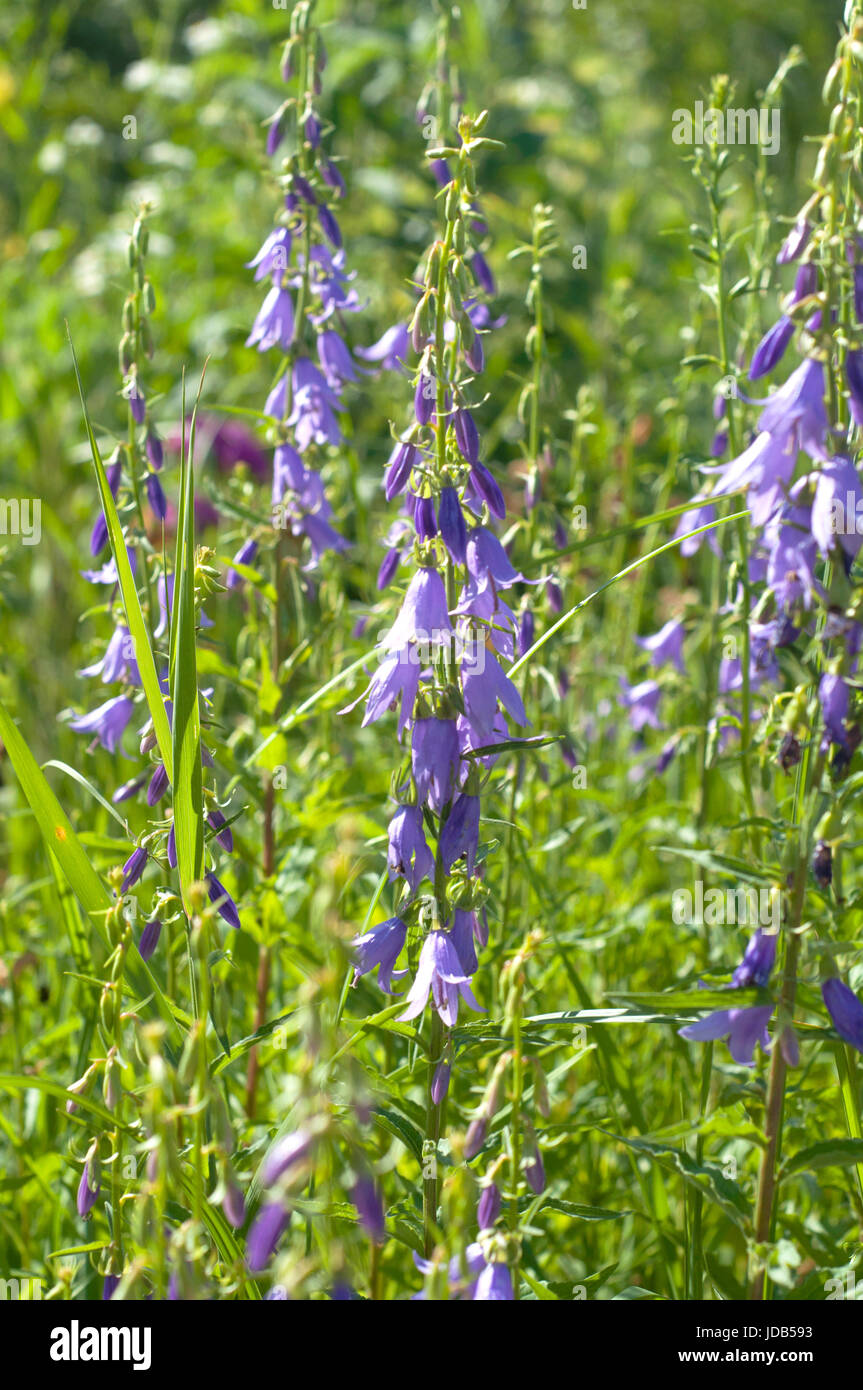 Campanula (Bellflower) in the park. Summer flowers Stock Photo - Alamy