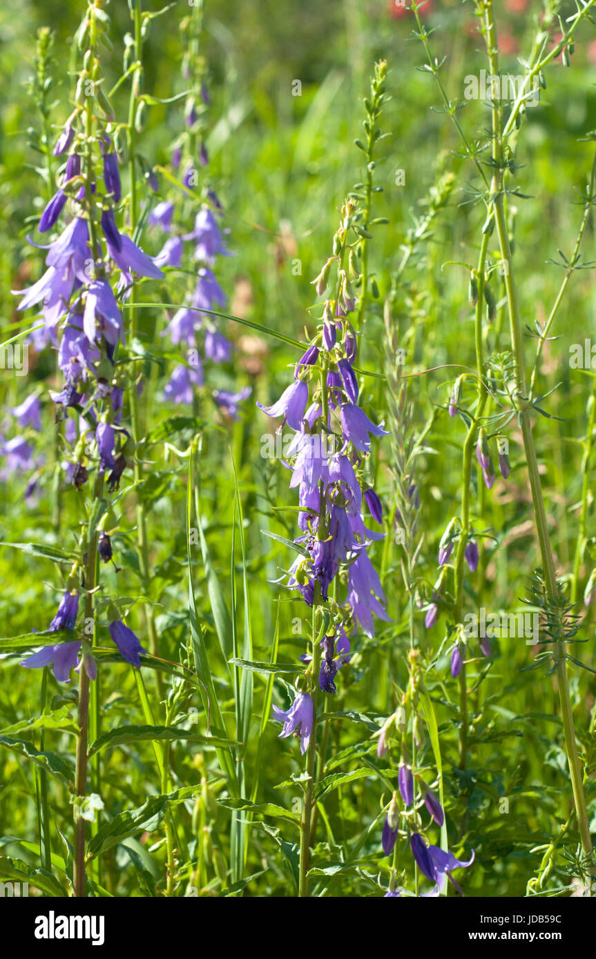 Campanula (Bellflower) in the park. Summer flowers Stock Photo - Alamy