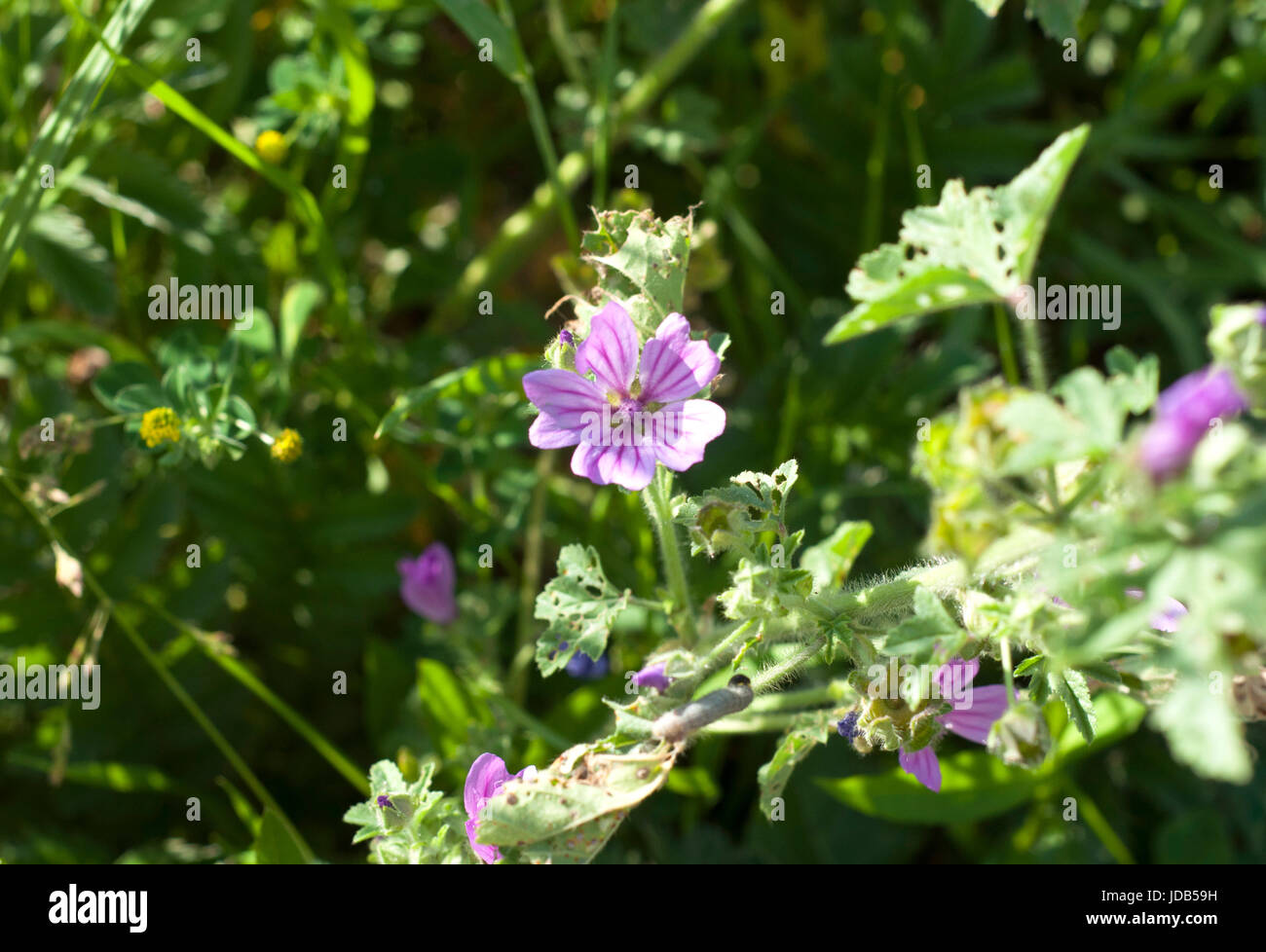 Field violet flowers. Summer flowers Stock Photo - Alamy