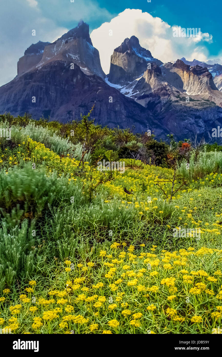Meadow with blooming yellow flowers in front of the stunning Cuernos ...