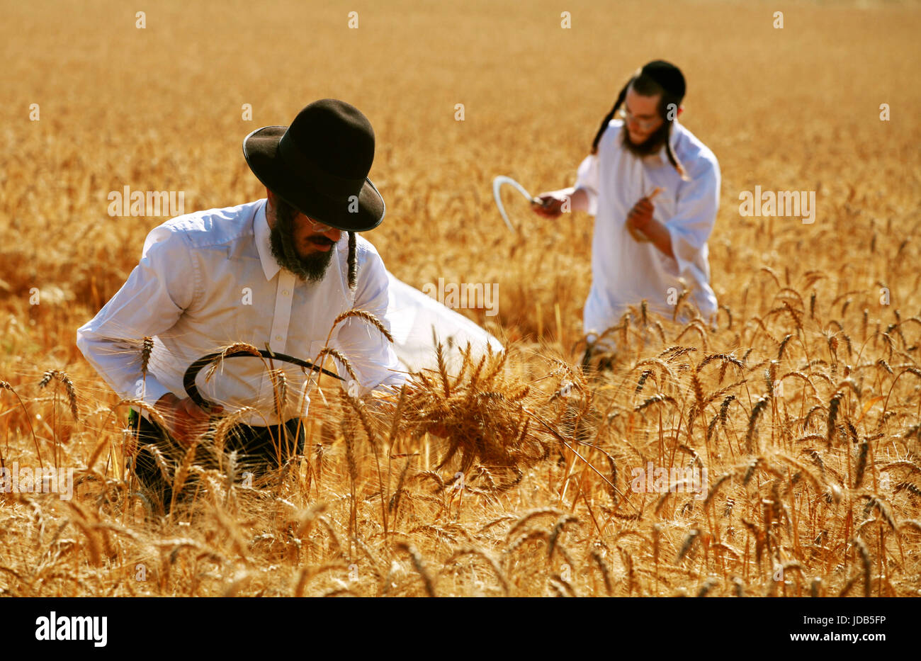 Harvest hand wheat hi-res stock photography and images - Alamy
