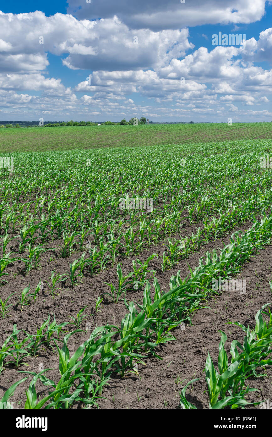 Rows of corn on the field in early summer Stock Photo - Alamy
