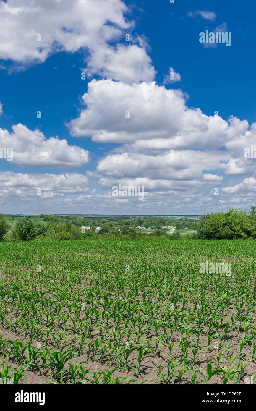 Rows of corn on the field in early summer Stock Photo - Alamy