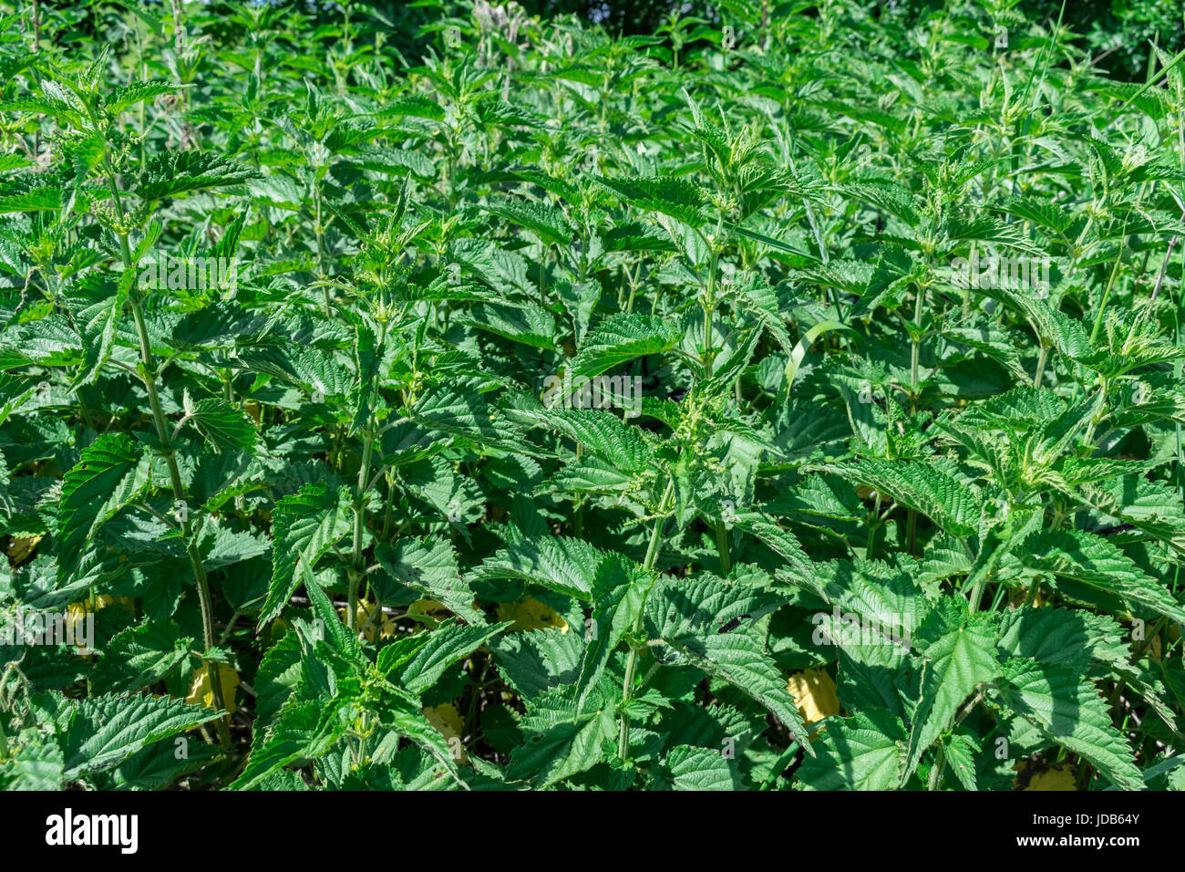 Wild nettles growing by the forest Stock Photo - Alamy