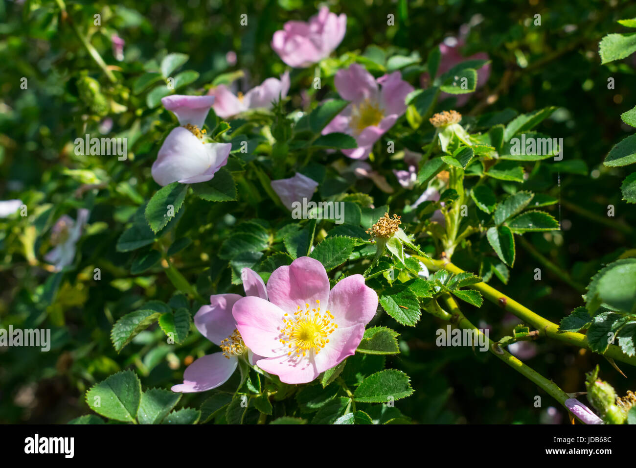 Wild rose flowers and leaves closeup background Stock Photo - Alamy