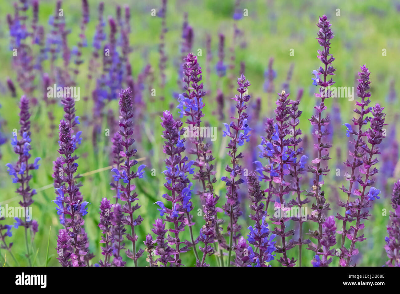 Wild sage growing on the hill in summer Stock Photo - Alamy