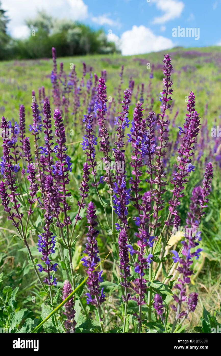 Wild sage growing on the hill in summer Stock Photo - Alamy
