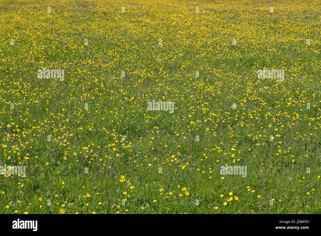 Uk wildflower meadows grazing hi-res stock photography and images - Alamy
