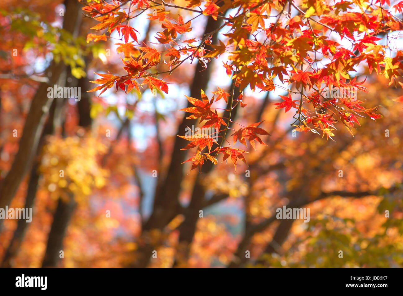 Leaves, the beautiful autumn scenery and pleasant (Maple Stock Photo ...