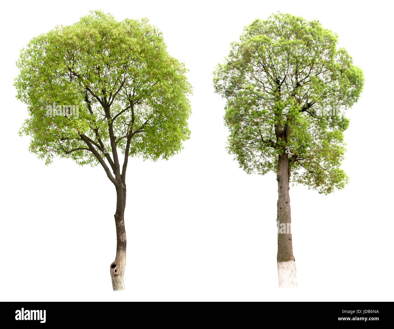 Small camphor tree isolated on white Stock Photo - Alamy