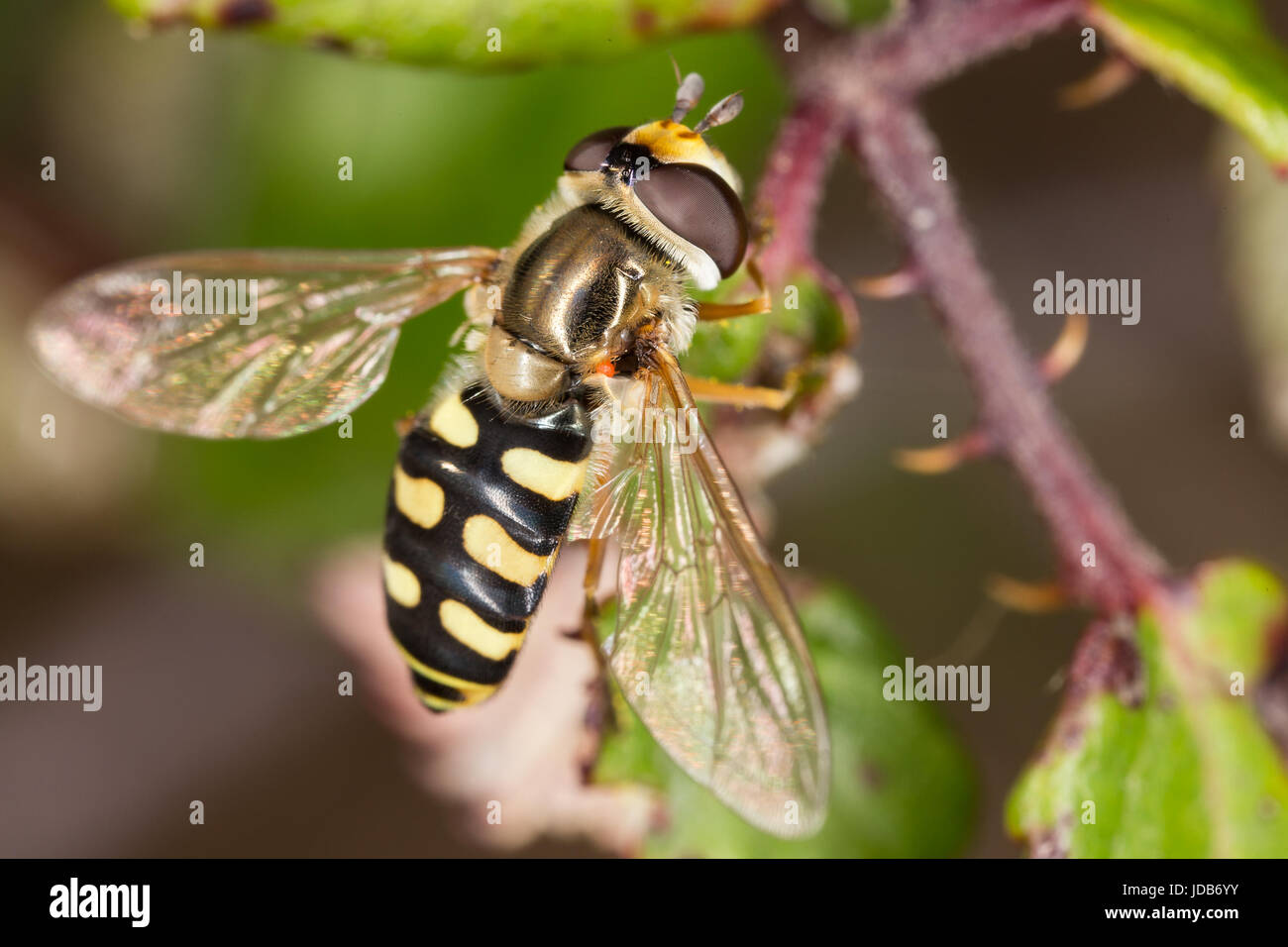 A beautiful species of hoverfly diptera sirfidae Stock Photo - Alamy
