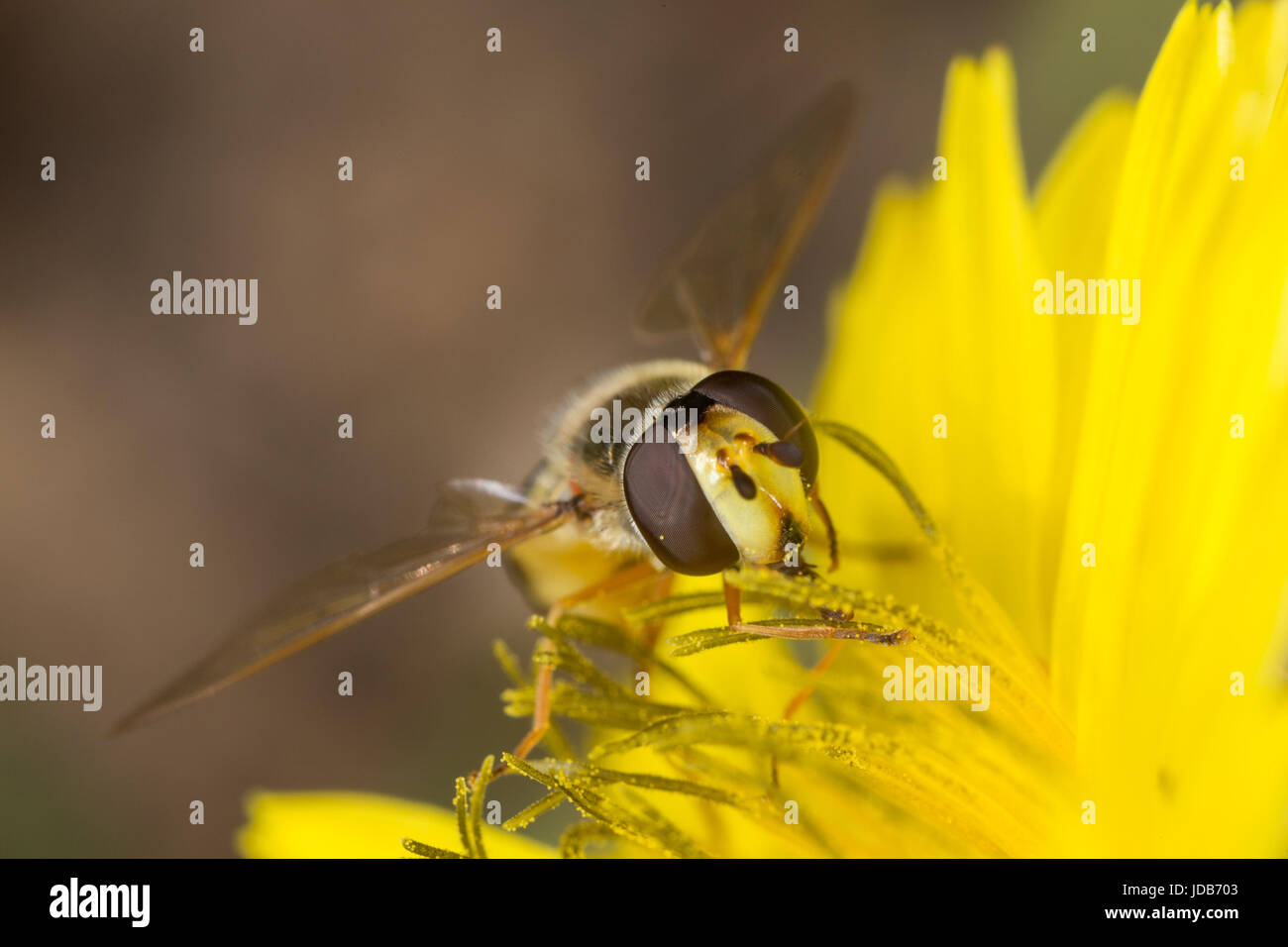 A beautiful species of hoverfly diptera sirfidae Stock Photo - Alamy