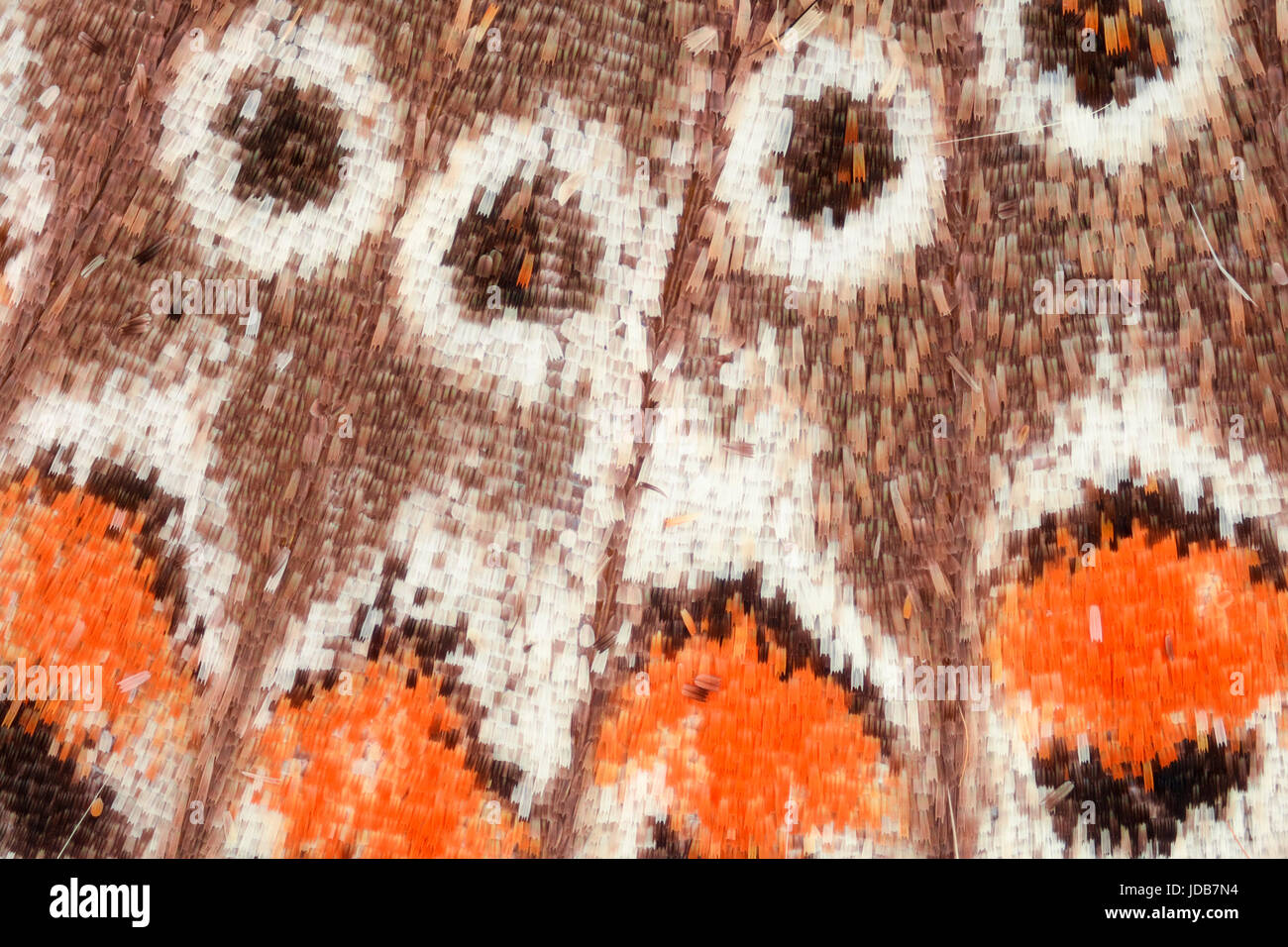 Extreme magnification - Butterfly wing under the microscope Stock Photo ...