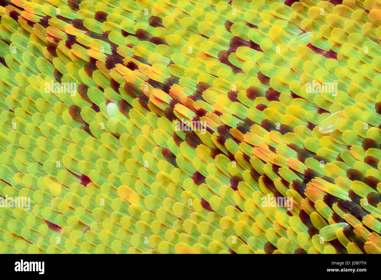 Extreme magnification - Butterfly wing under the microscope Stock Photo ...