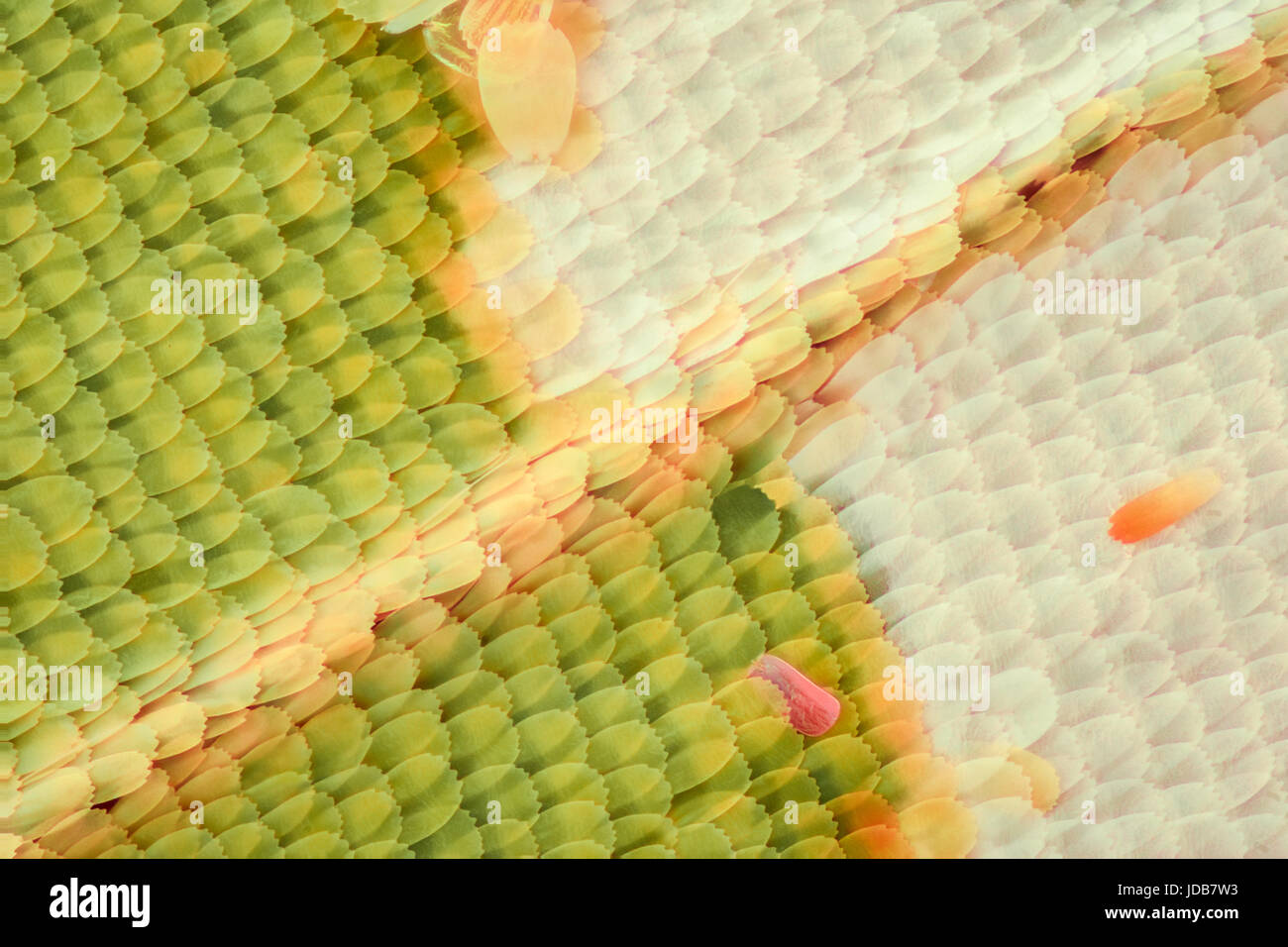 Moth scale under microscope hi-res stock photography and images - Alamy