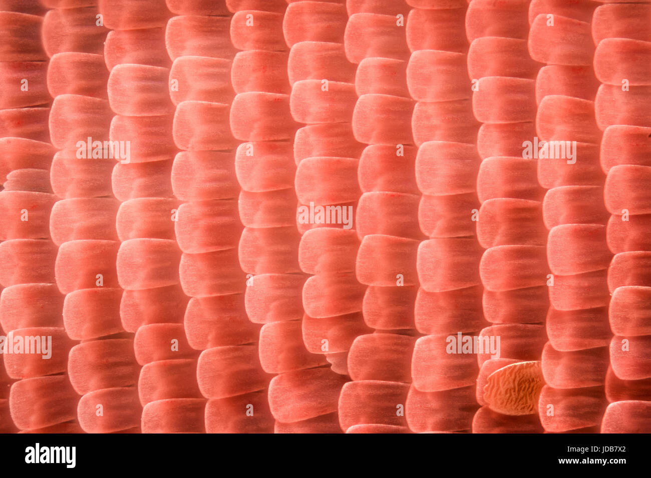 Extreme magnification - Butterfly wing under the microscope Stock Photo ...