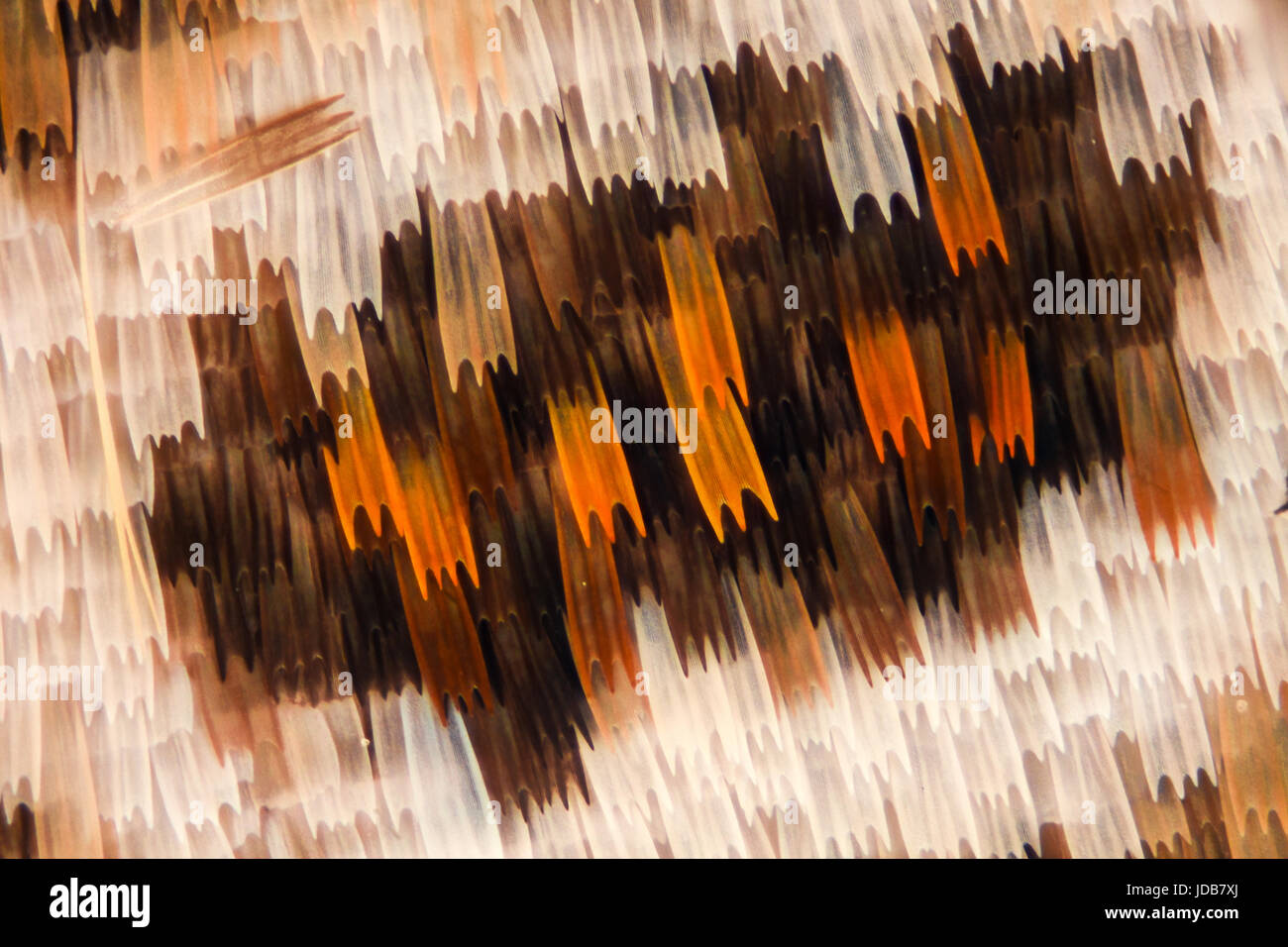 Extreme magnification - Butterfly wing under the microscope Stock Photo ...