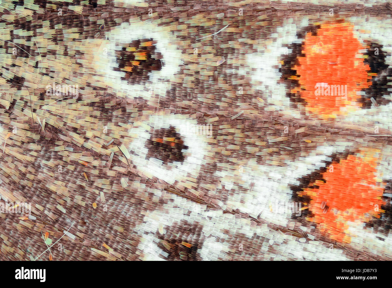 Extreme magnification - Butterfly wing under the microscope Stock Photo ...