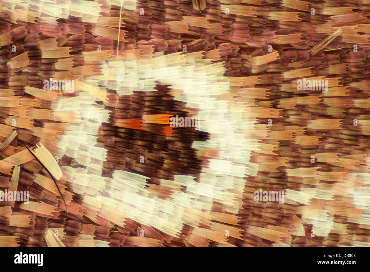 Extreme magnification - Butterfly wing under the microscope Stock Photo ...