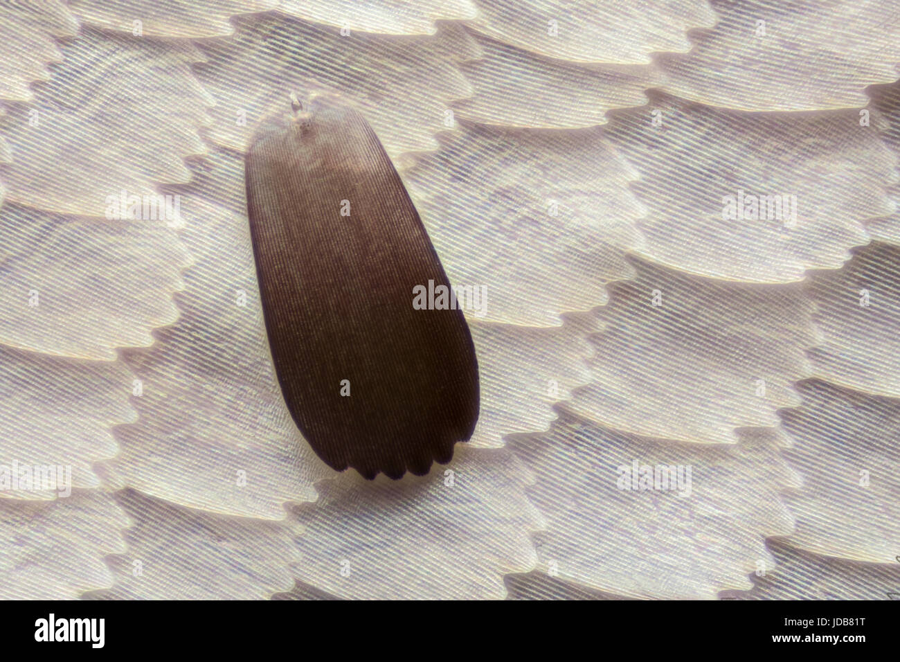Moth scale under microscope hi-res stock photography and images - Alamy