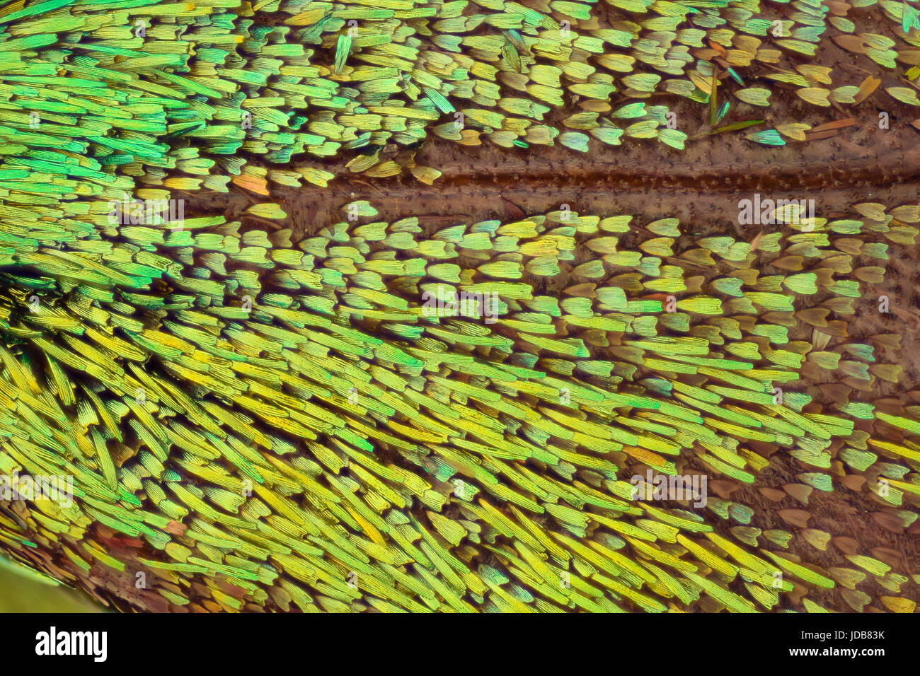 Extreme magnification - Butterfly wing under the microscope Stock Photo ...