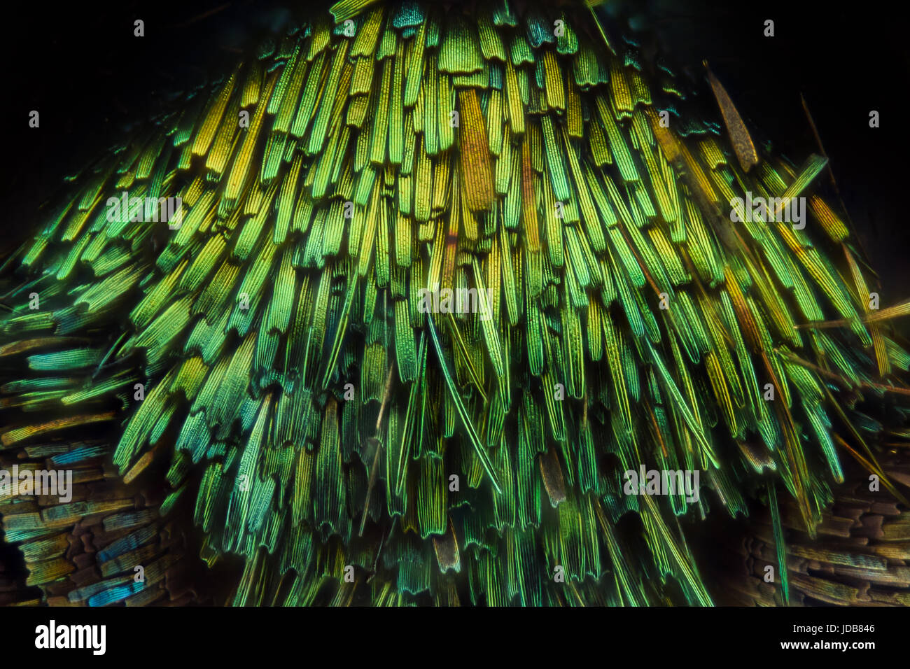 Extreme magnification - Butterfly wing under the microscope Stock Photo ...