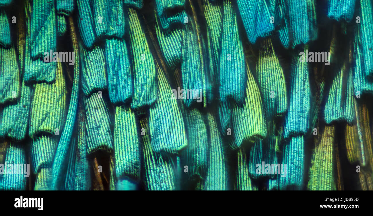 Extreme magnification - Butterfly wing under the microscope Stock Photo ...