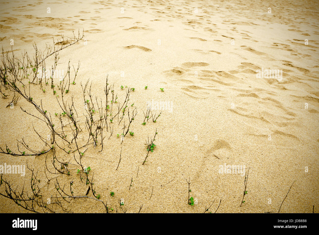 Tenacity of life hi-res stock photography and images - Alamy