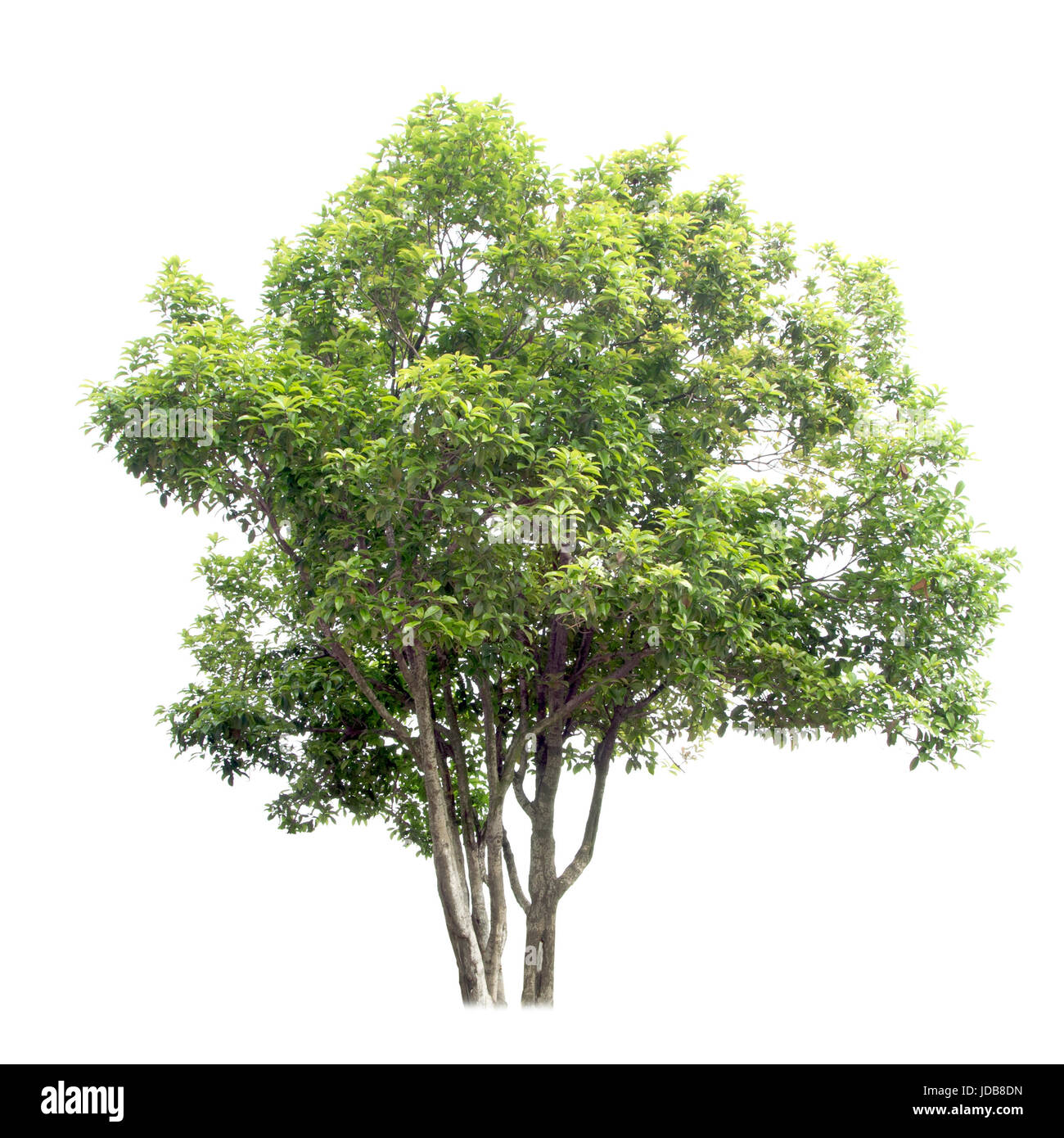 Sweet osmanthus tree isolated on white Stock Photo - Alamy