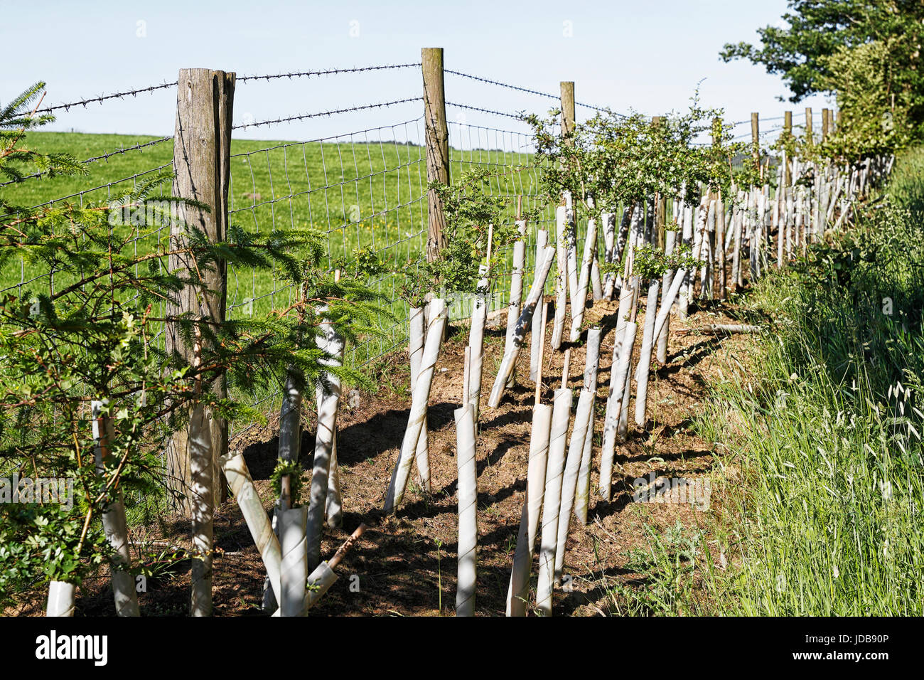 A new hedge plantation behind a barbed wire topped stock fence in the ...