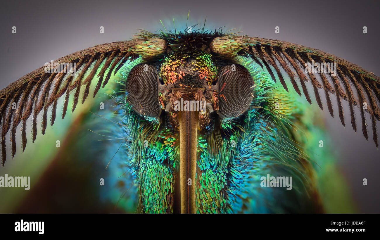Extreme magnification - Colored daytime moth, Procridinae Stock Photo ...