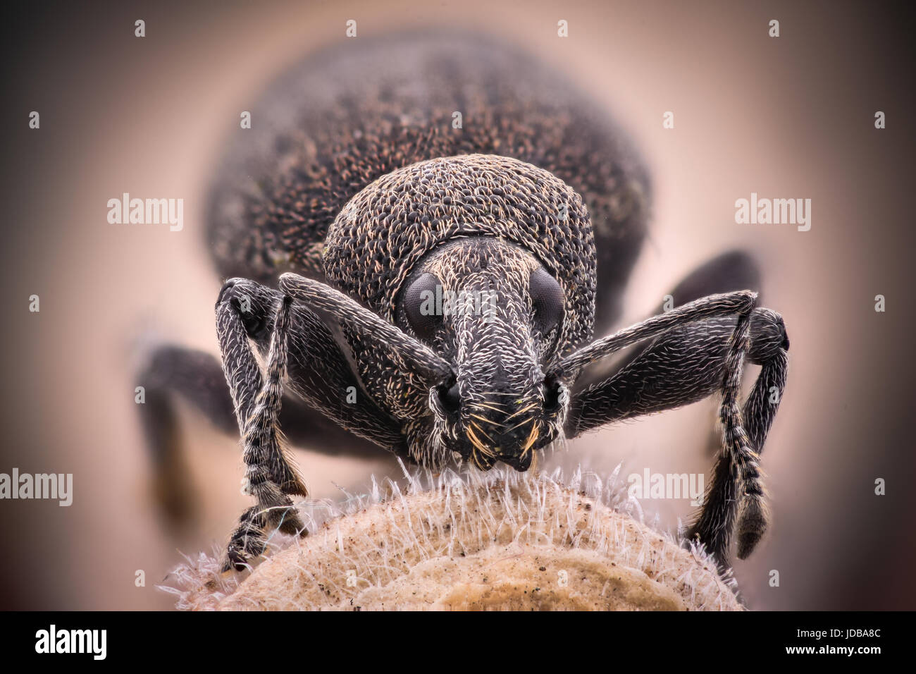Extreme magnification - Weevil Stock Photo - Alamy