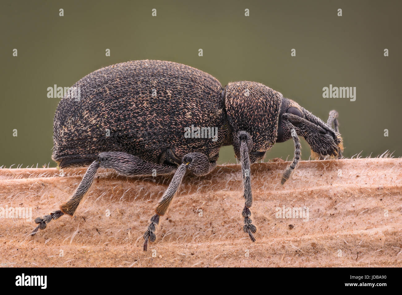 Extreme magnification - Weevil Stock Photo - Alamy